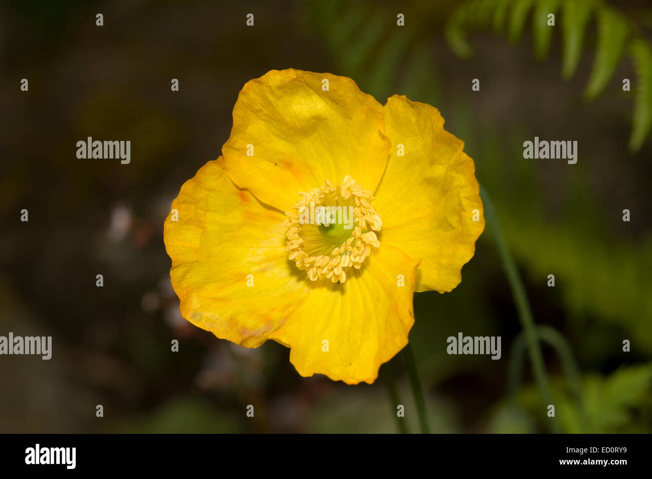 Welsh poppy, Meconopsis cambric in flower in a cottage style garden in ...