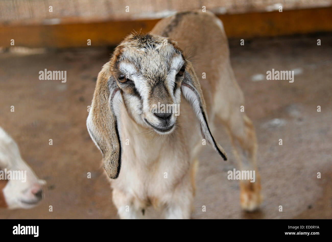 Baby pet goat hi-res stock photography and images - Alamy