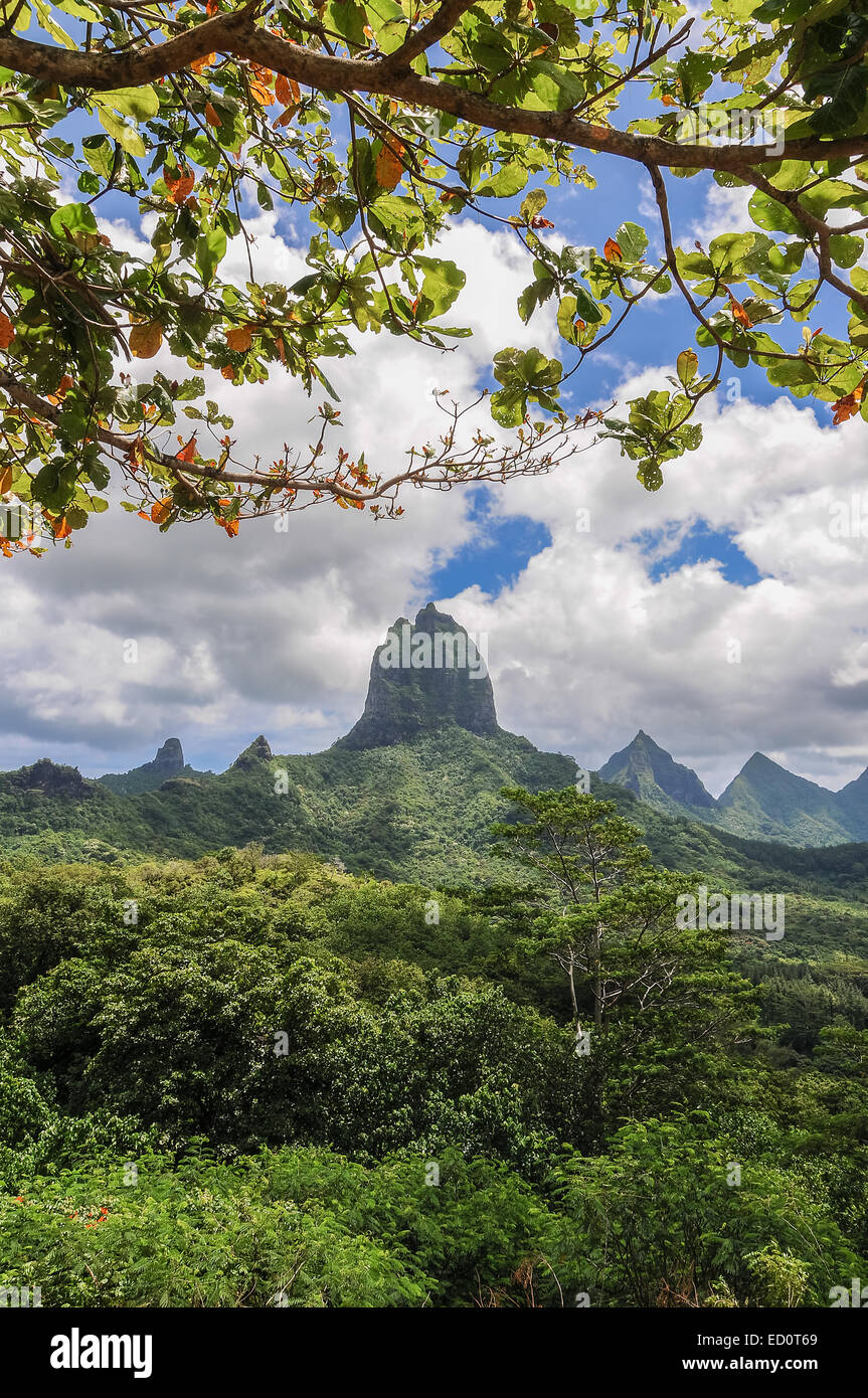 Exuberant plants hi-res stock photography and images - Alamy