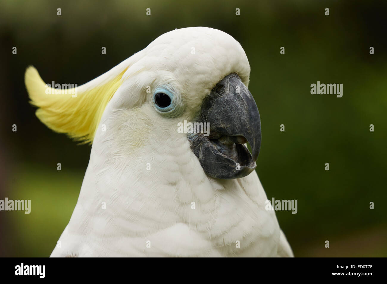 Eye cockatoo hi-res stock photography and images - Alamy