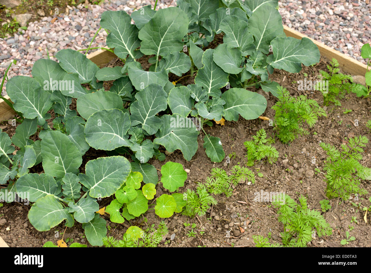 view of a small raised bed style vegetable plot within a garden in ...