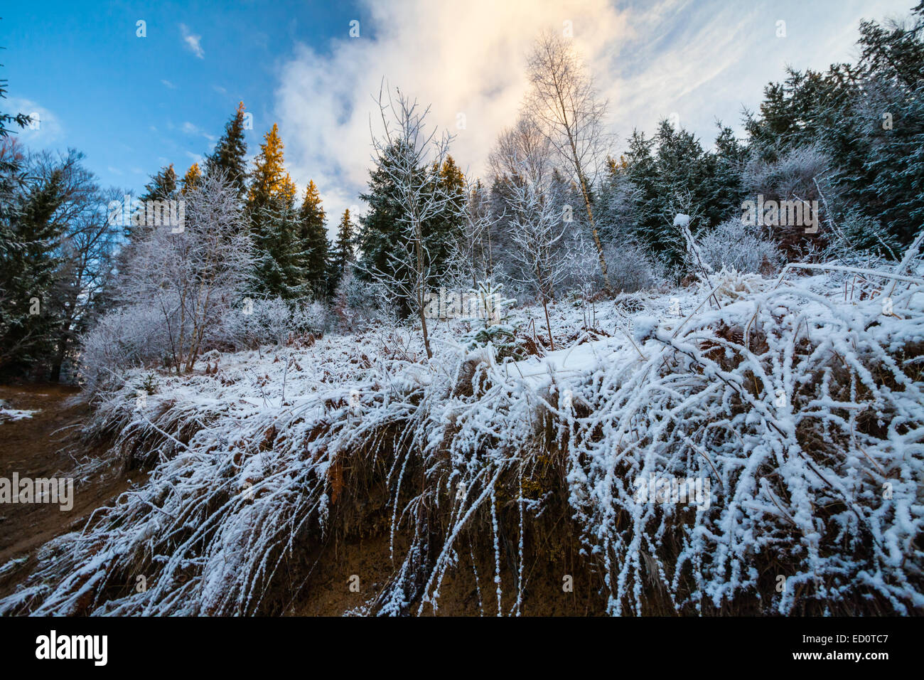 Beautiful winter landscape in the mountains. Ukraine Stock Photo - Alamy