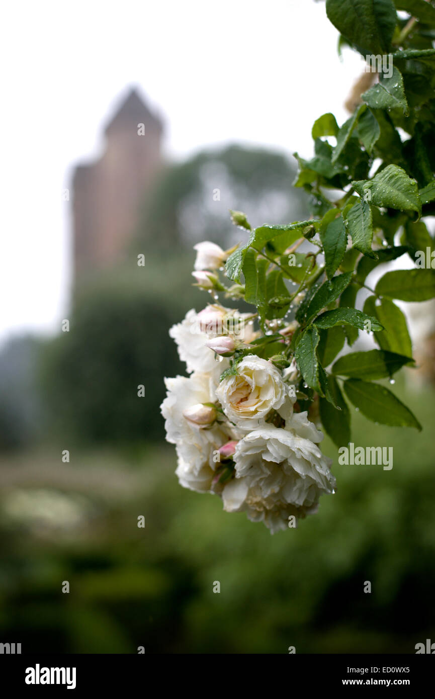 Climbing rose Madame Alfred Carriere Noisette covered in droplets of ...