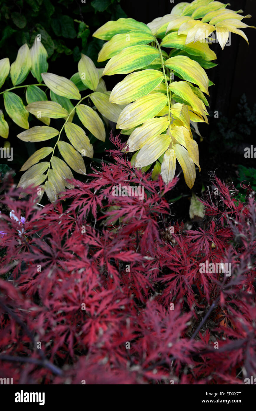 acer palmatum garnet polygonatum biflorum autumn autumnal fall color ...