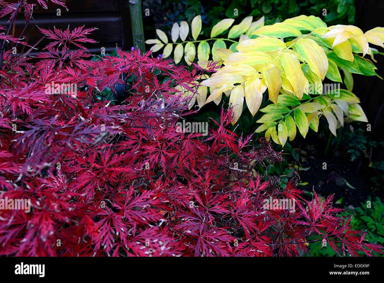 acer palmatum garnet polygonatum biflorum autumn autumnal fall color ...