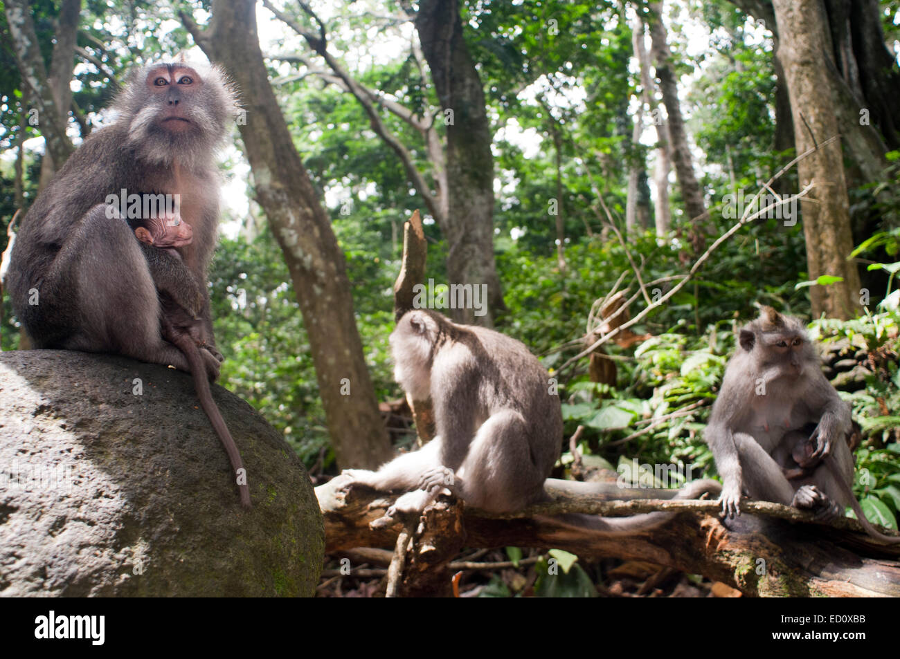 Family monkeys that live in the Holy Monkey Forest. Ubud. Bali. Long ...