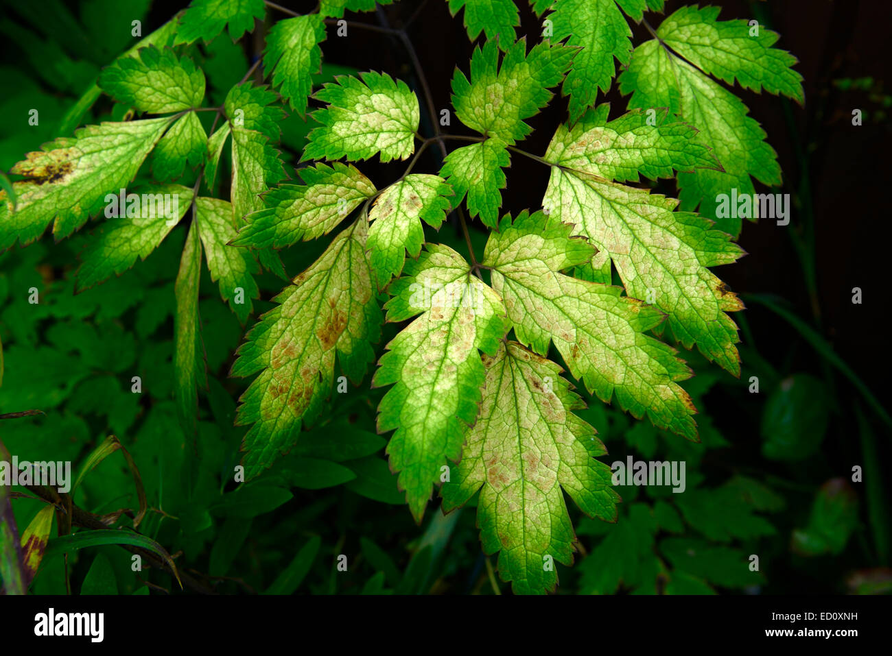 actaea simplex brunette autumn fall foliage leaves color colour ...