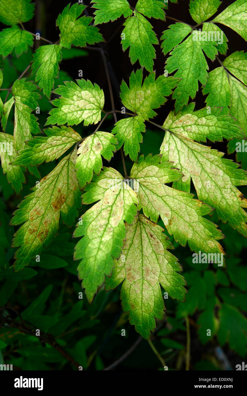 actaea simplex brunette autumn fall foliage leaves color colour ...