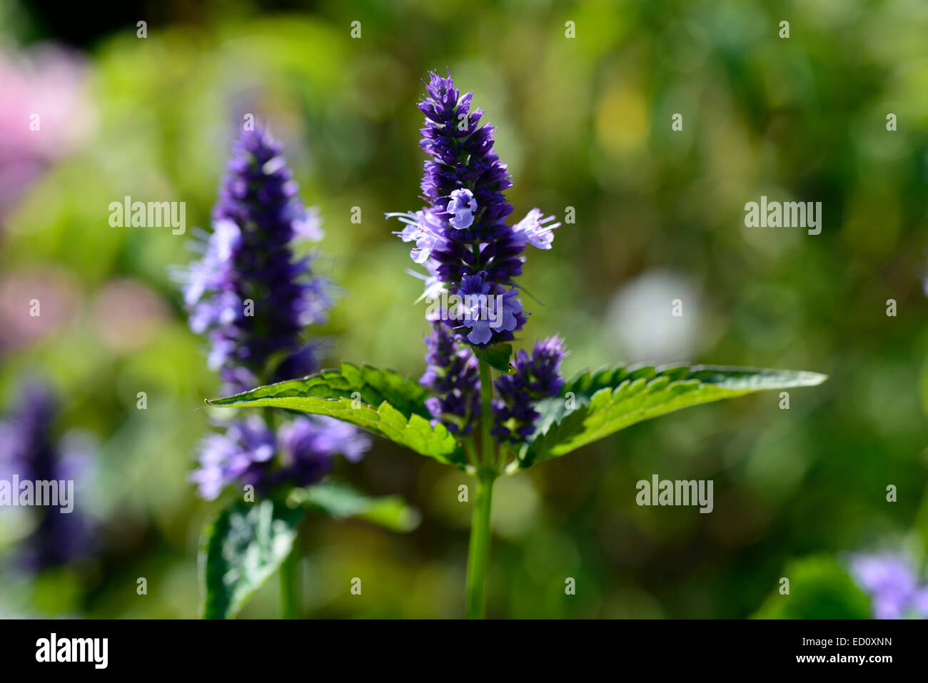 Agastache black adder hi-res stock photography and images - Alamy