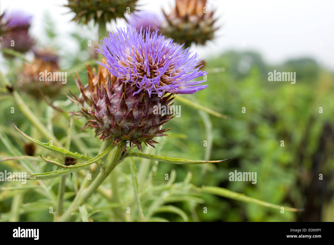 Cardoon seed heads hi-res stock photography and images - Alamy