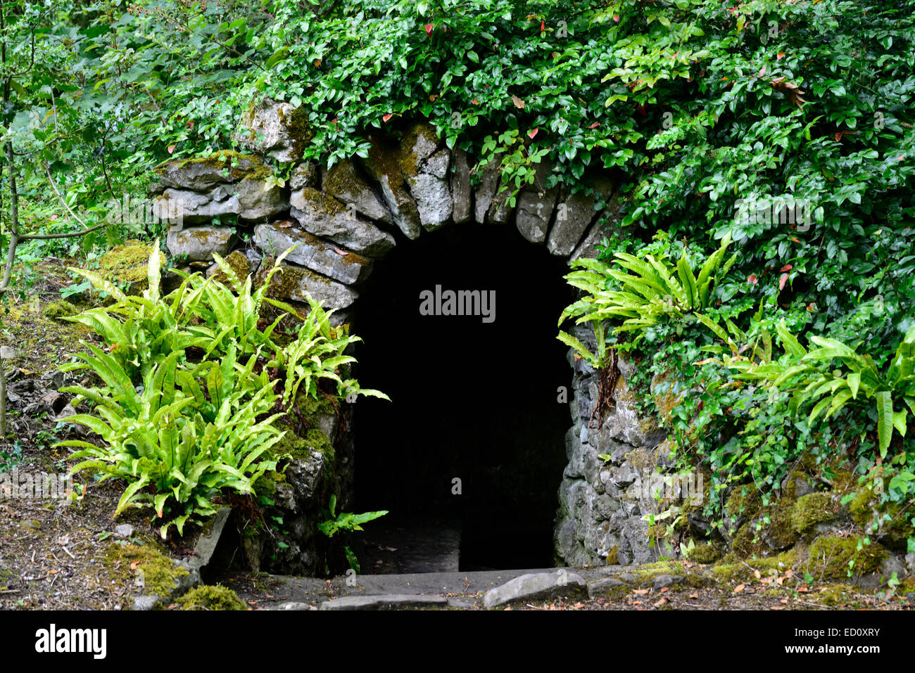 stone wall well birr castle estate demesne fern cover ferns ivy covered ...