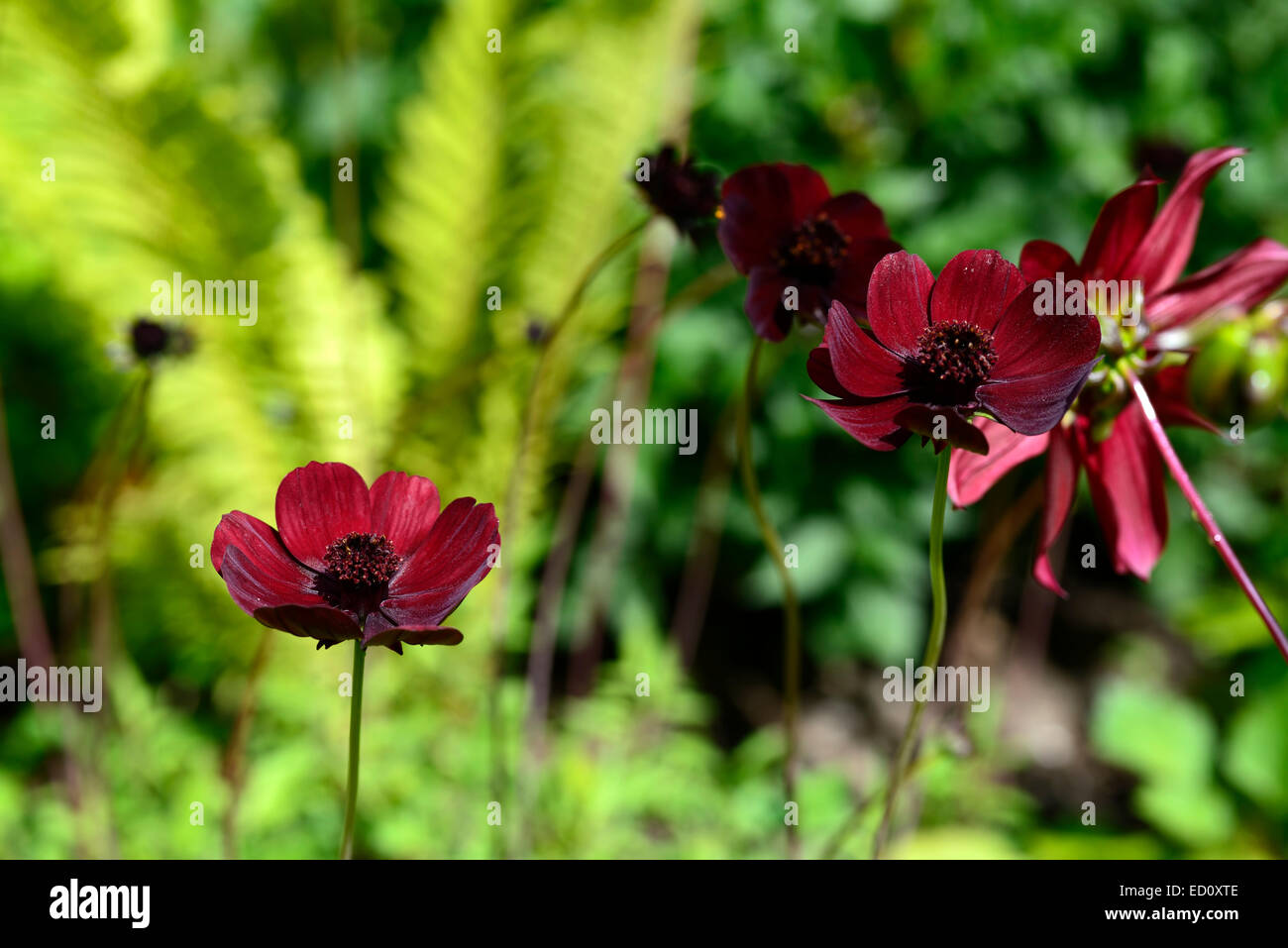 Chocolate Cosmos Flower Bouquet