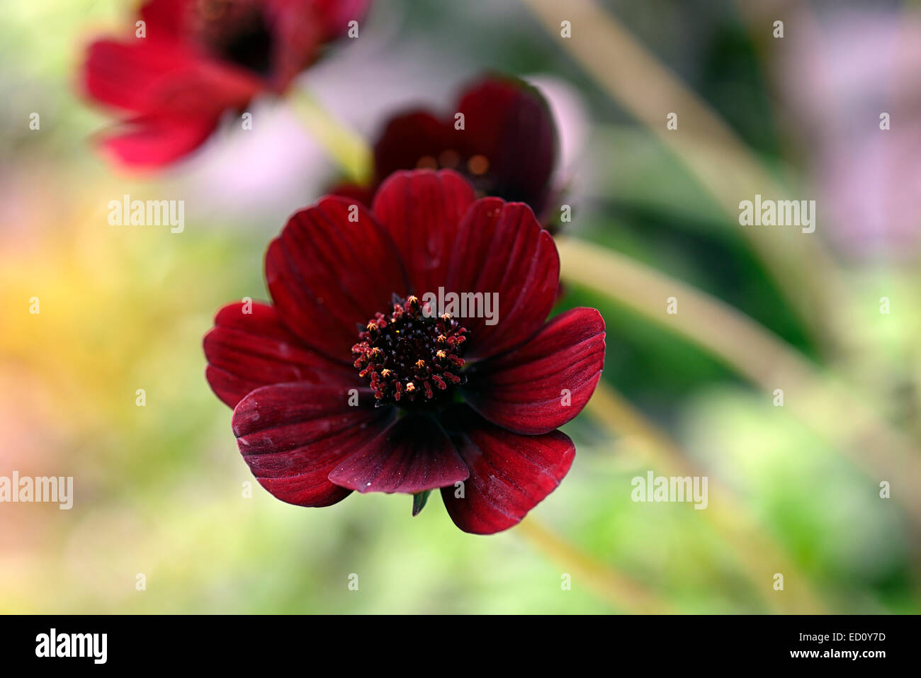 Cosmos atrosanguineus hi-res stock photography and images - Alamy