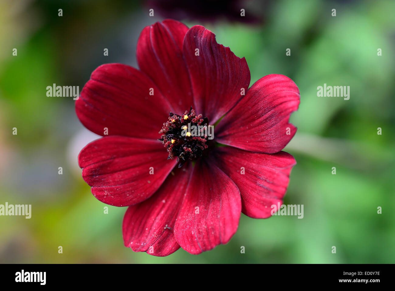 Chocolate cosmos hi-res stock photography and images - Alamy