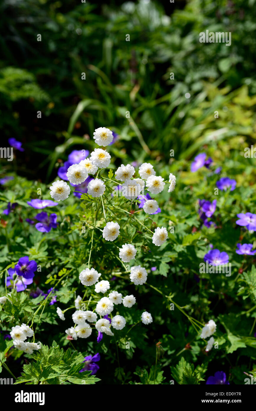 Cosmos Bipinnatus Double click snow puff white flower flowers annual ...