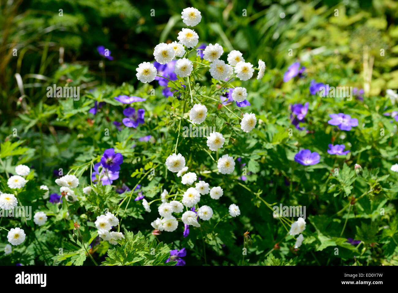 Cosmos Bipinnatus Double click snow puff white flower flowers annual ...
