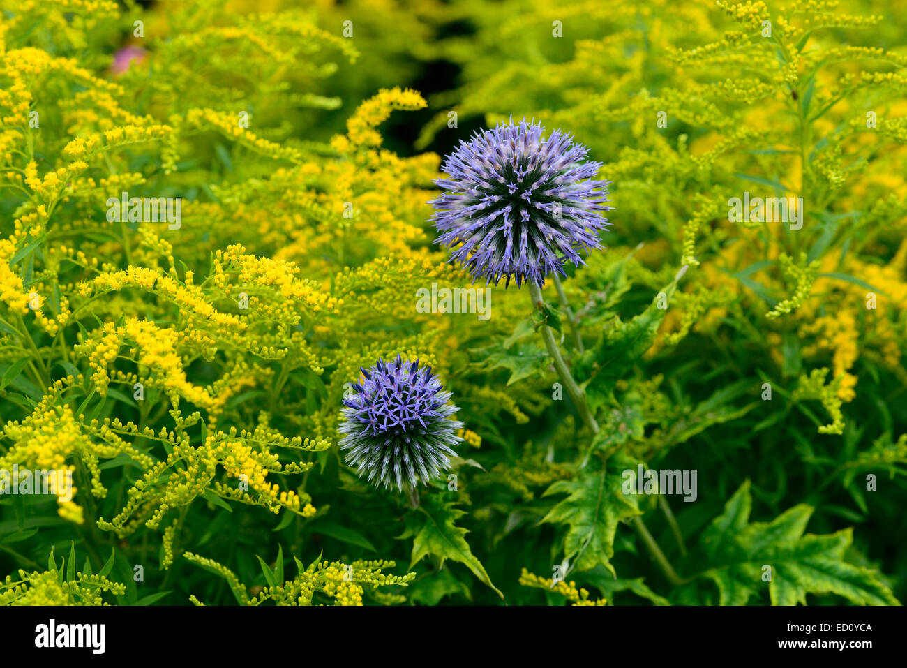 echinops ritro veitchs globe thistle flower blue yellow flowers ...
