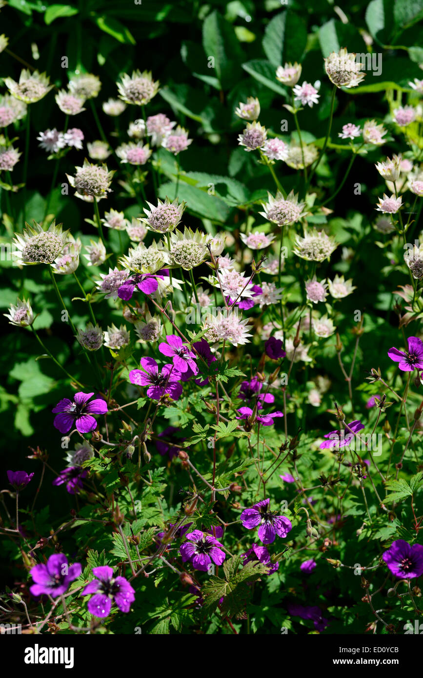 geranium psilostemon astrantia major pink white flower flowers mixed ...