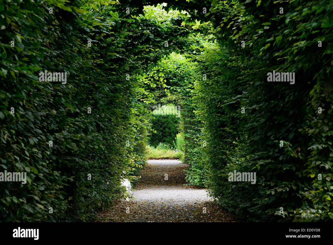 Hornbeam Hedging High Resolution Stock Photography and Images - Alamy