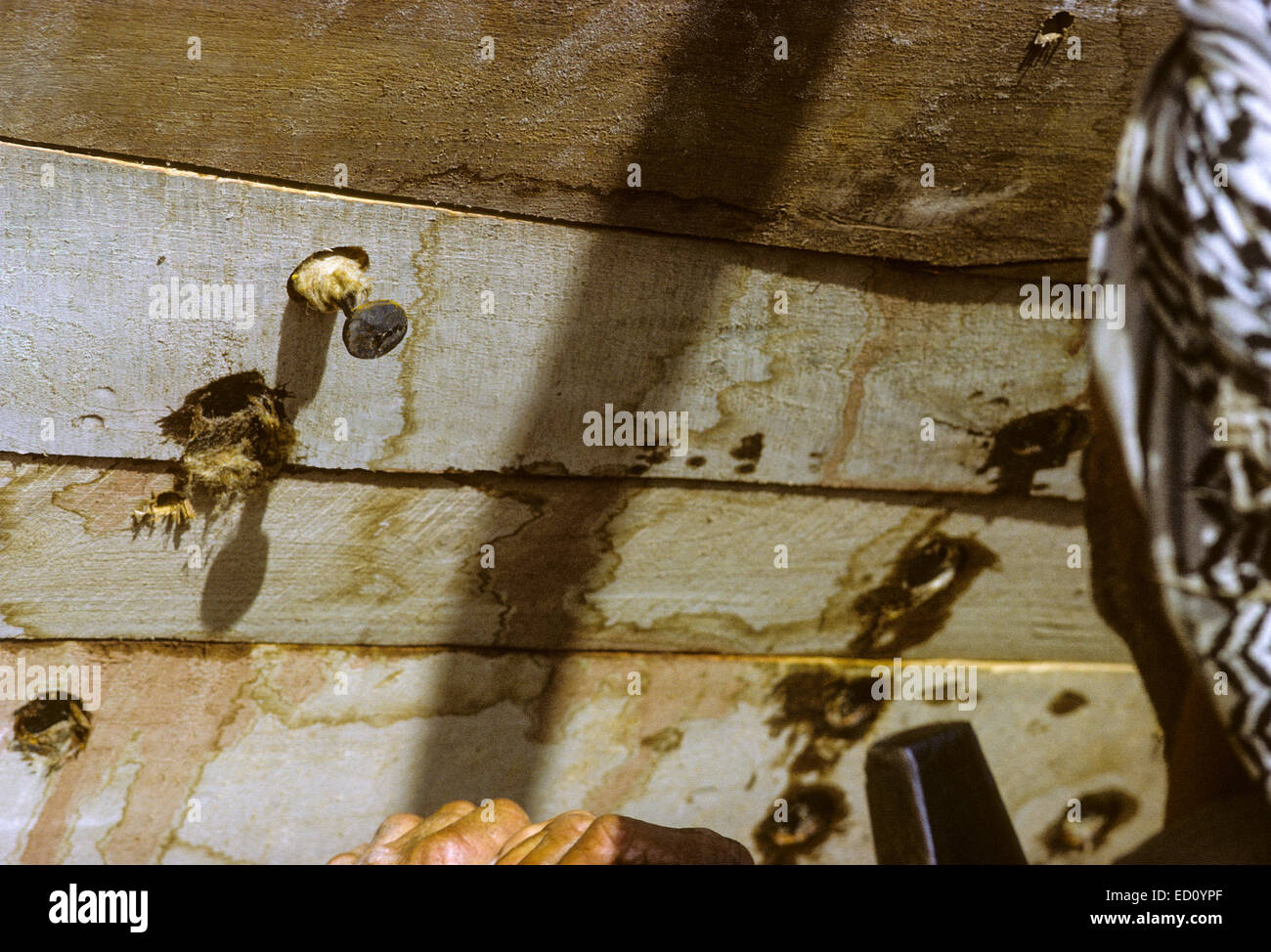 Kuwait April 1967. Driving a Spike through the Hull of a Dhow (Boom ...