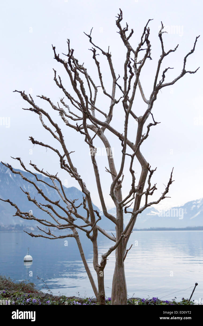 White sycamore hi-res stock photography and images - Alamy