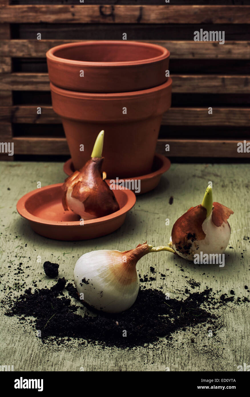 germinated and prepared for planting spring bulbs plants Stock Photo ...