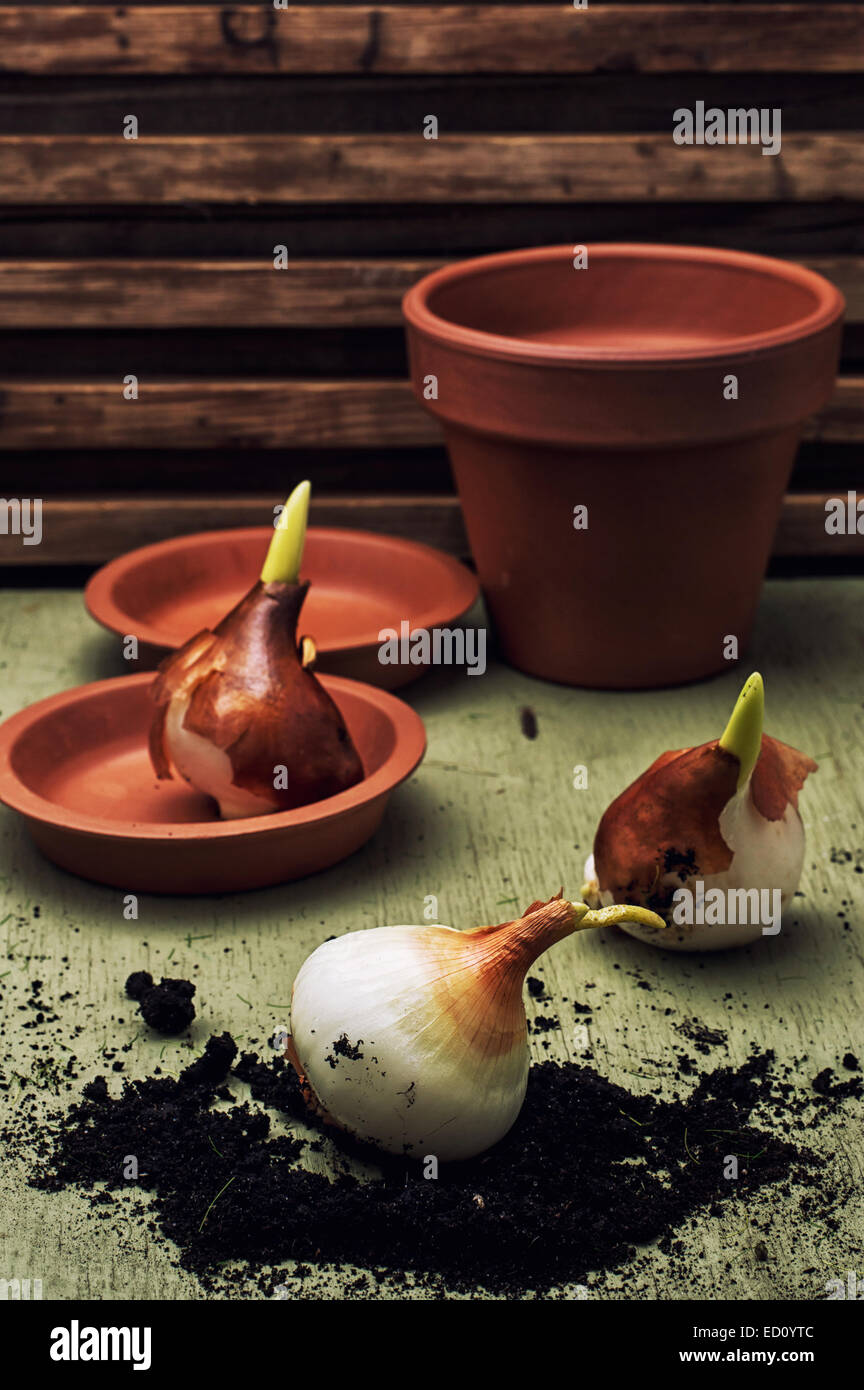 germinated and prepared for planting spring bulbs plants Stock Photo ...