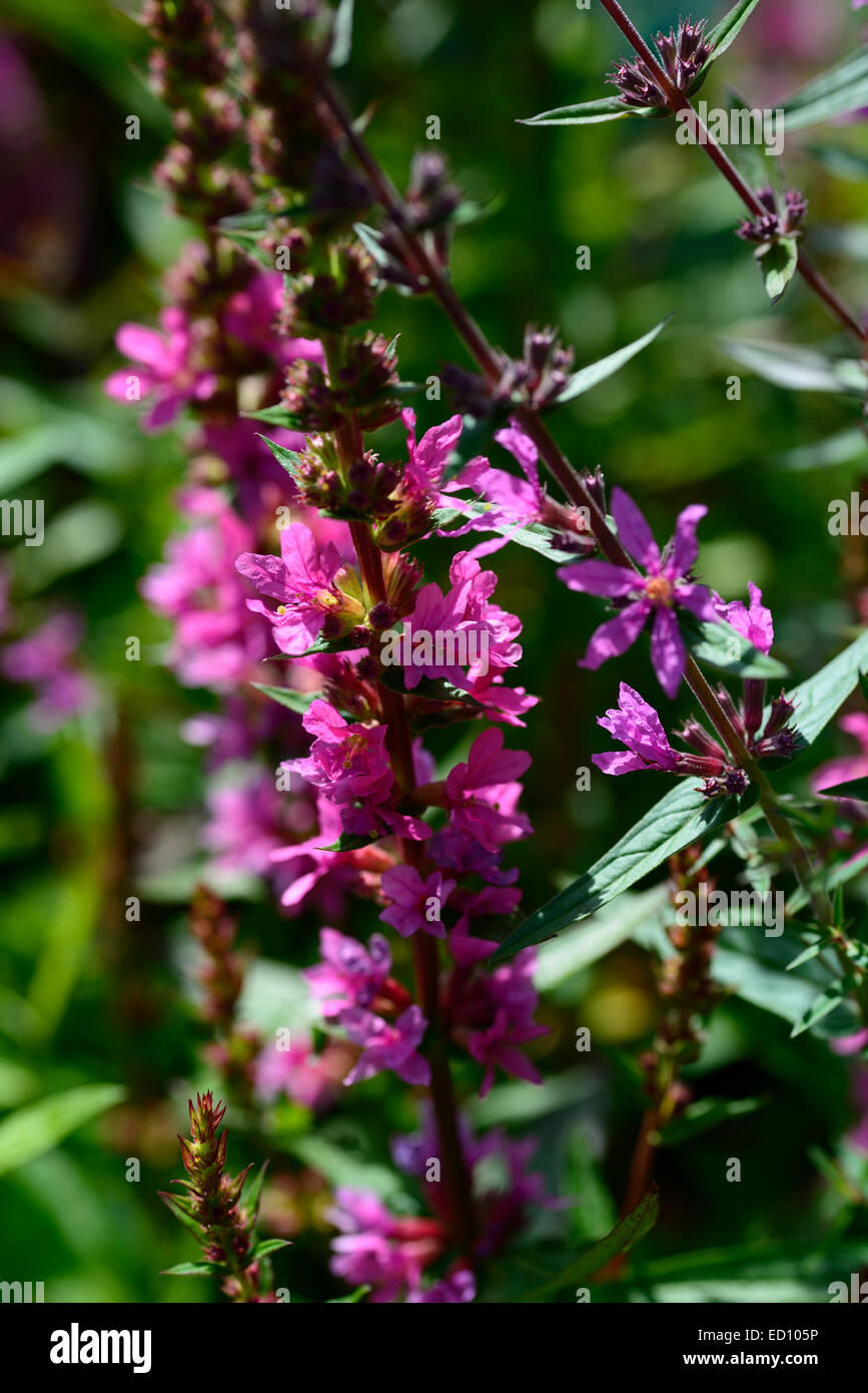 lythrum salicaria robert loosestrife pink purple flower flowers ...