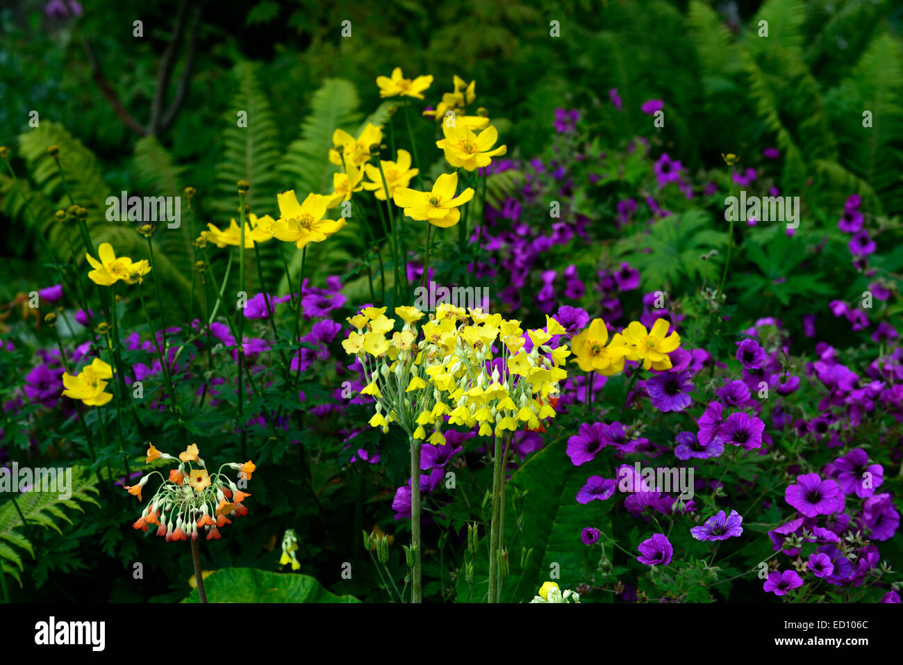 primula florindae meconopsis cambrica geranium psilostemon yellow ...