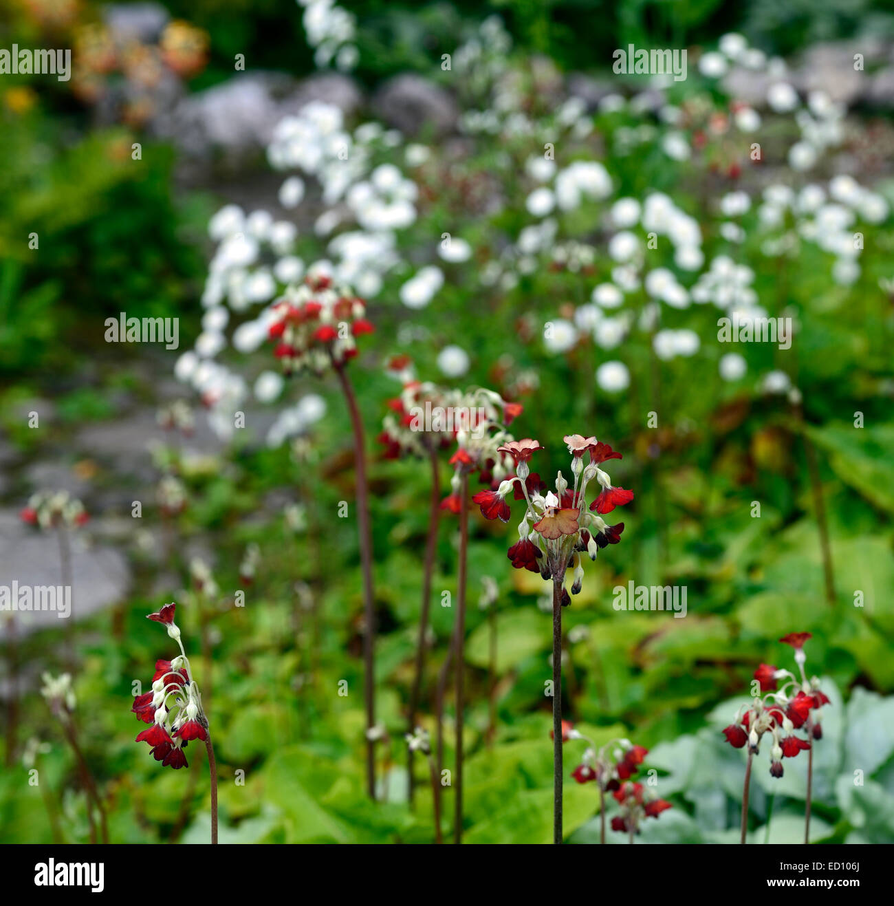 primula florindae red white cosmos bipinnatus double click snow puff ...