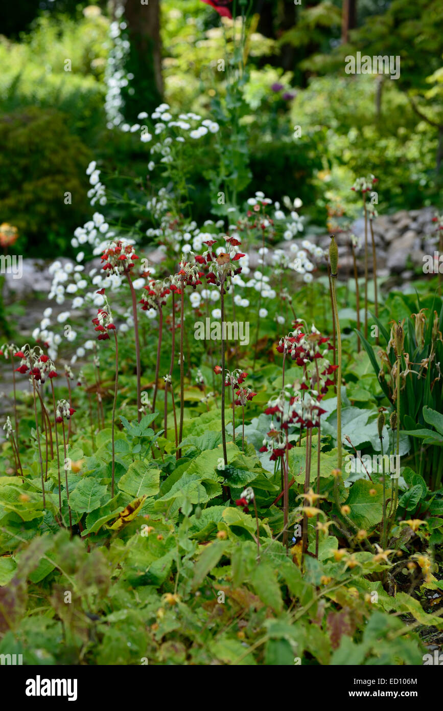 primula florindae red white cosmos bipinnatus double click snow puff ...