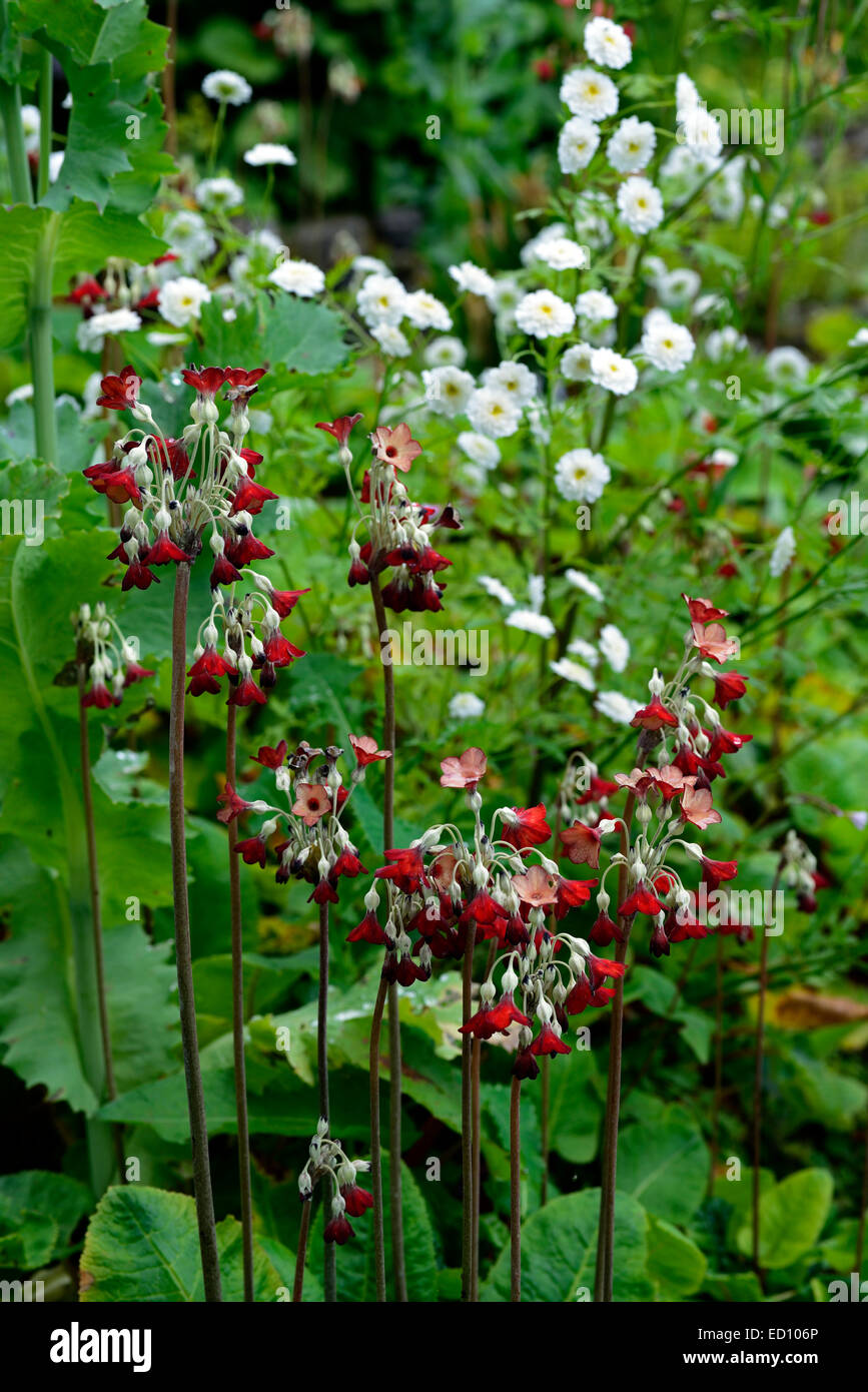 primula florindae red white cosmos bipinnatus double click snow puff ...