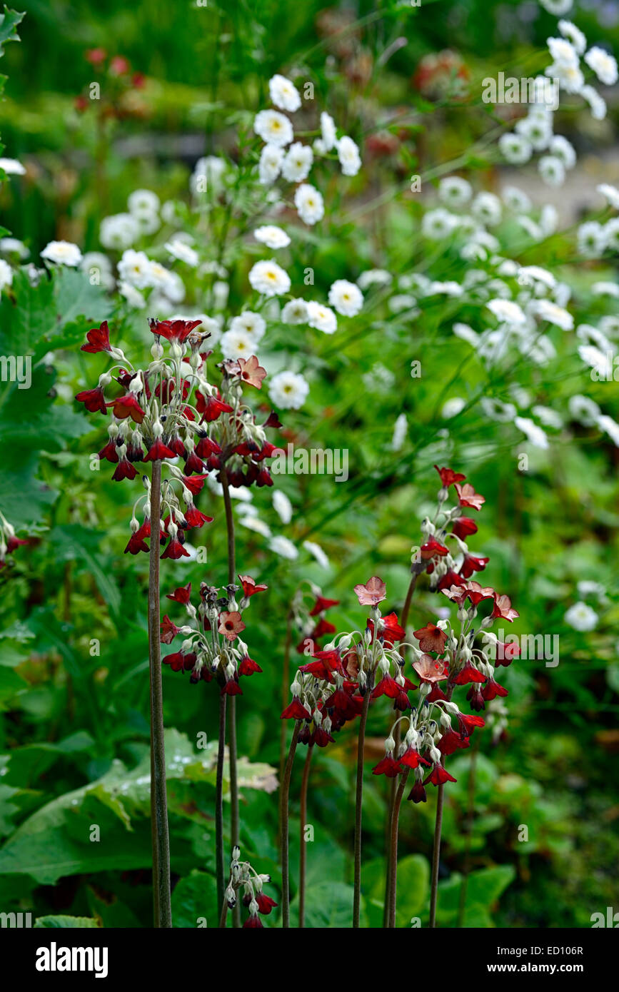 primula florindae red white cosmos bipinnatus double click snow puff ...