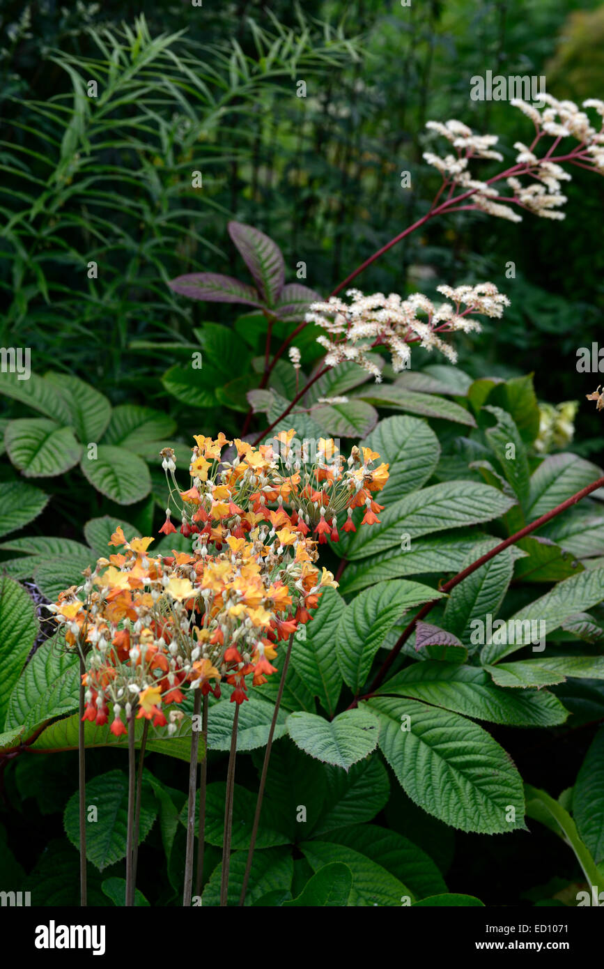 primula florindae, rodgersia aesculifolia orange white flowers shade ...