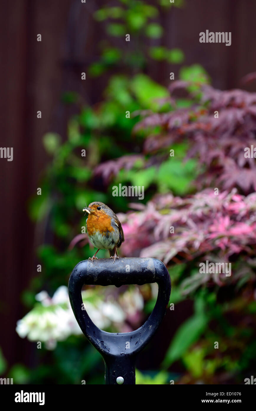 Robin Erithacus rubecula sit sitting perch perched spade shovel handle ...