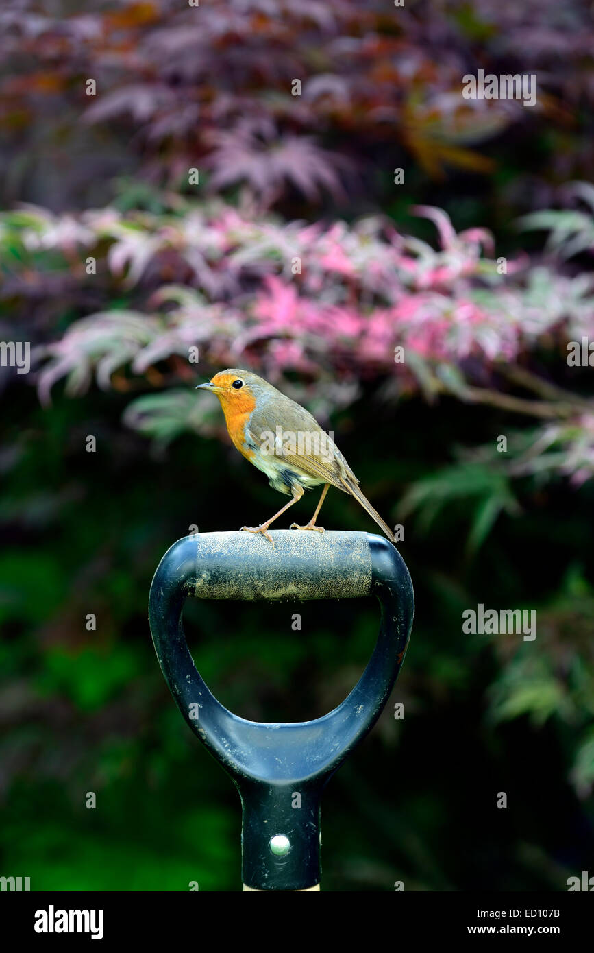 Robin Erithacus rubecula sit sitting perch perched spade shovel handle ...