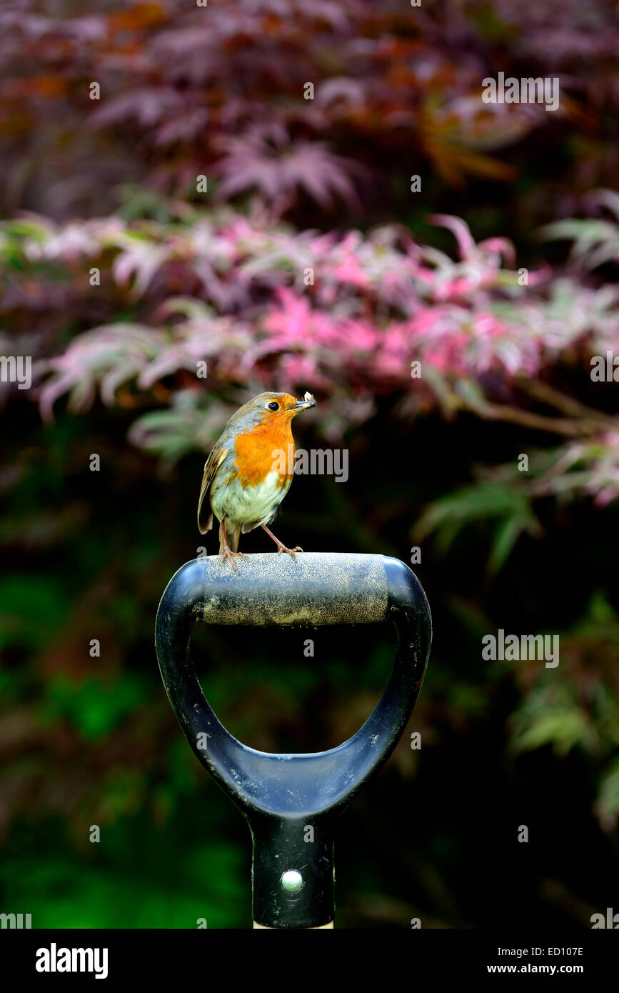 Robin Erithacus rubecula sit sitting perch perched spade shovel handle ...