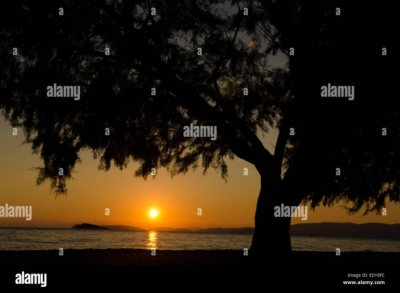 Tamarisk tree hi-res stock photography and images - Alamy