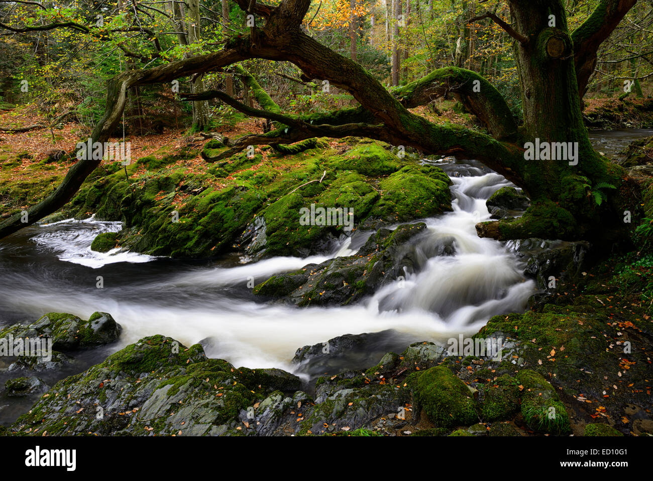 Tollymore Forest park shimna river flow flowing through county down ...