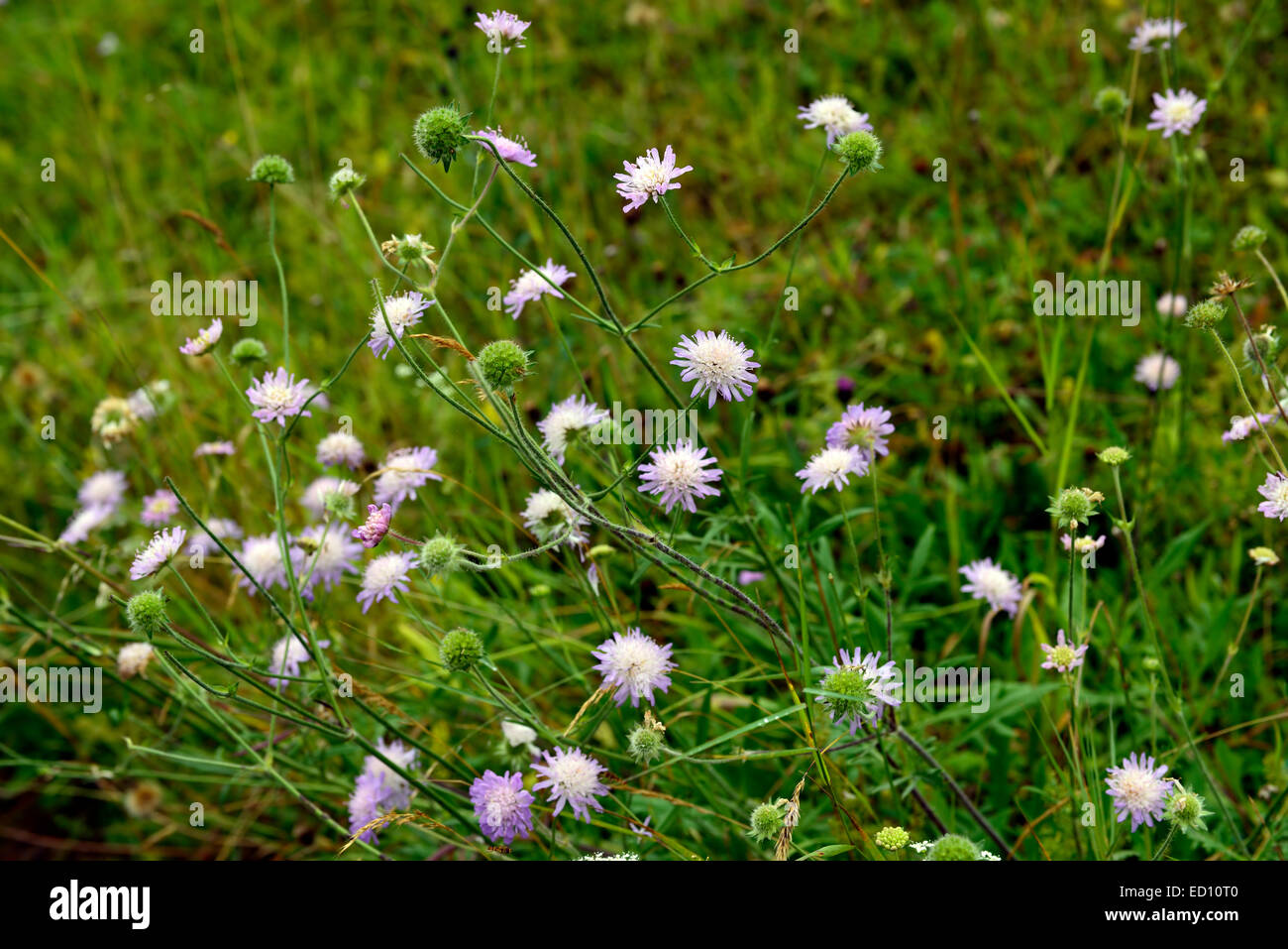 wild scabious Succisa pratensis Devil's-bit Scabious lilac wildflower ...