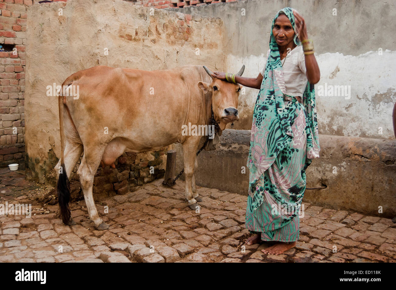 Old woman milking cow hi-res stock photography and images - Alamy