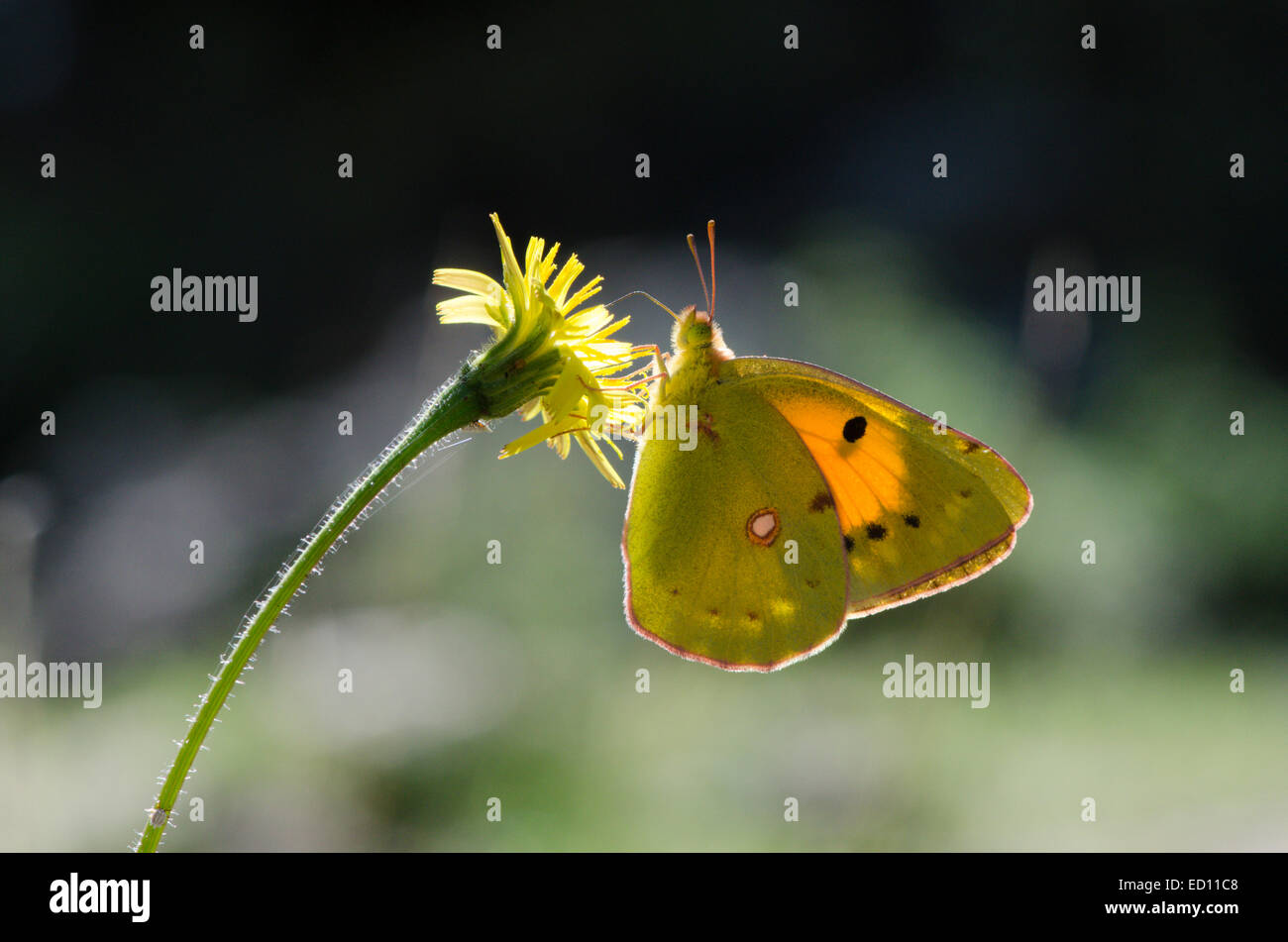 Greek butterfly hi-res stock photography and images - Alamy