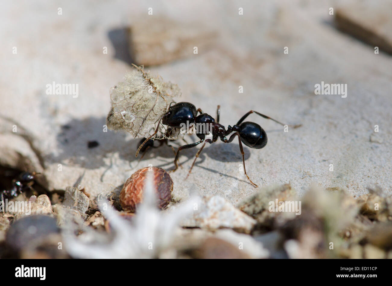 Ant nest below ground hi-res stock photography and images - Alamy