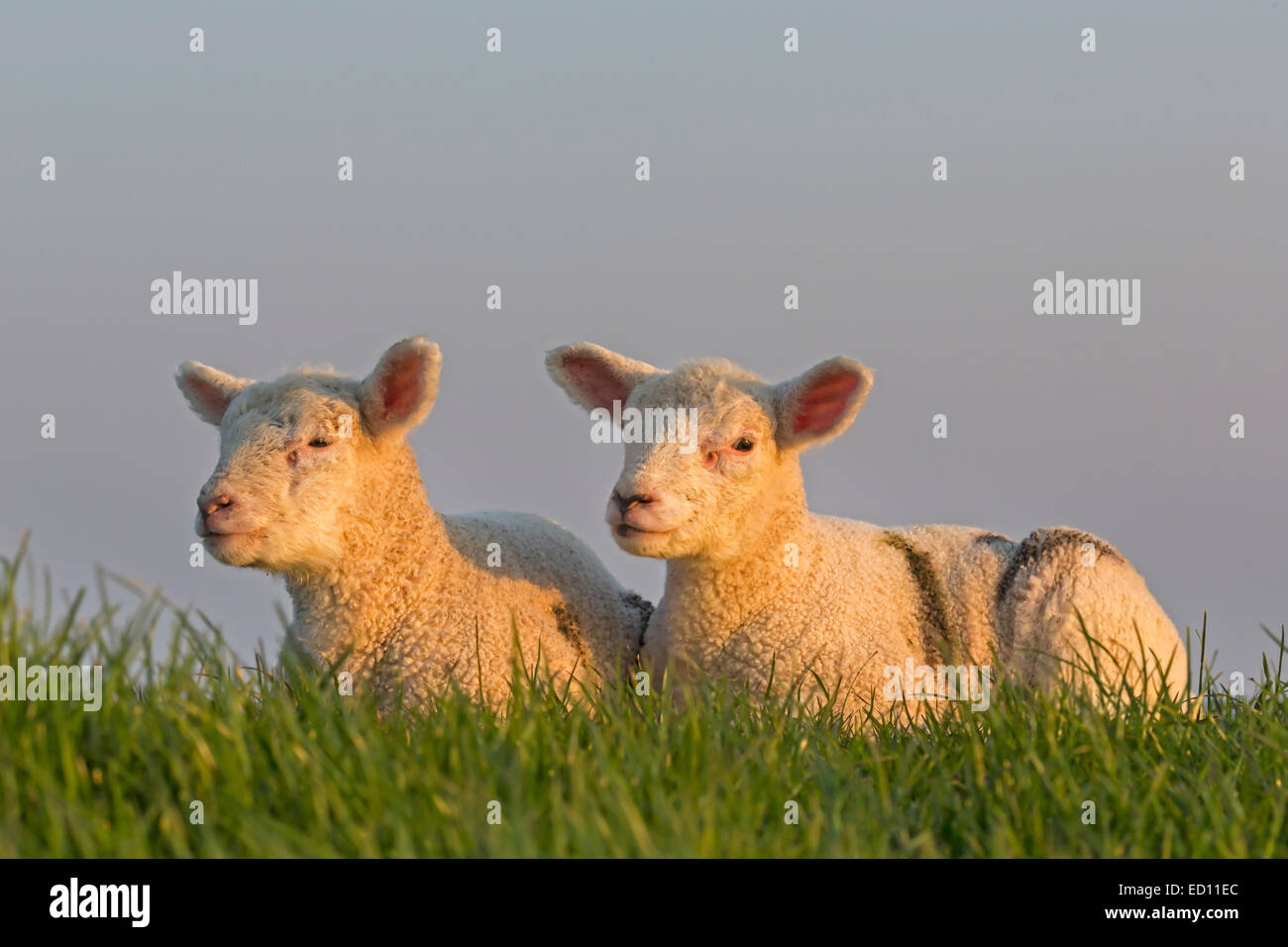 Cute young baby lambs animals sheep hi-res stock photography and images ...