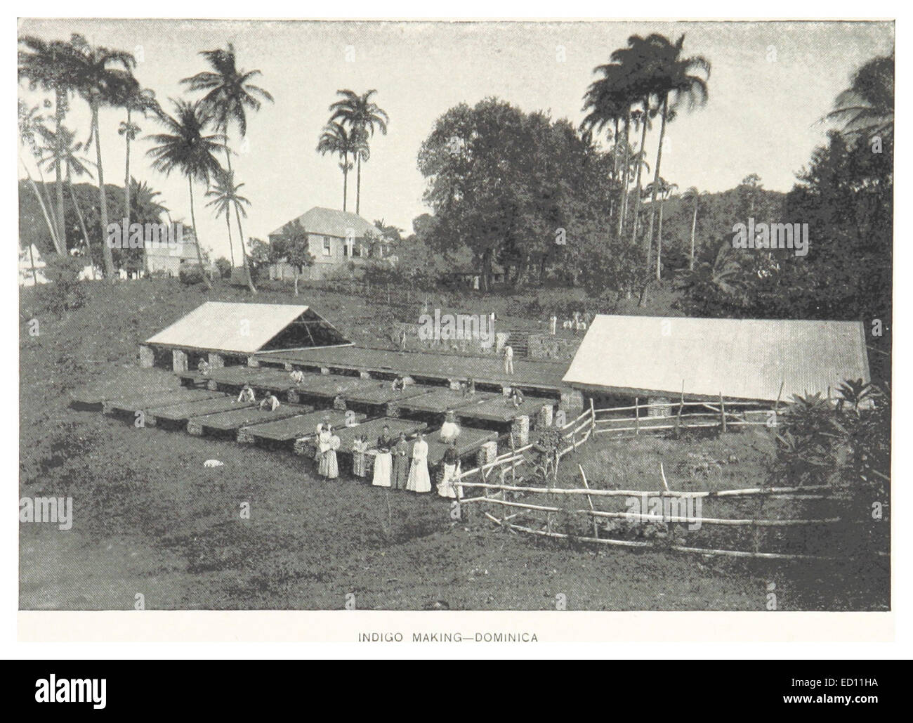 Indigo plantation hi-res stock photography and images - Alamy