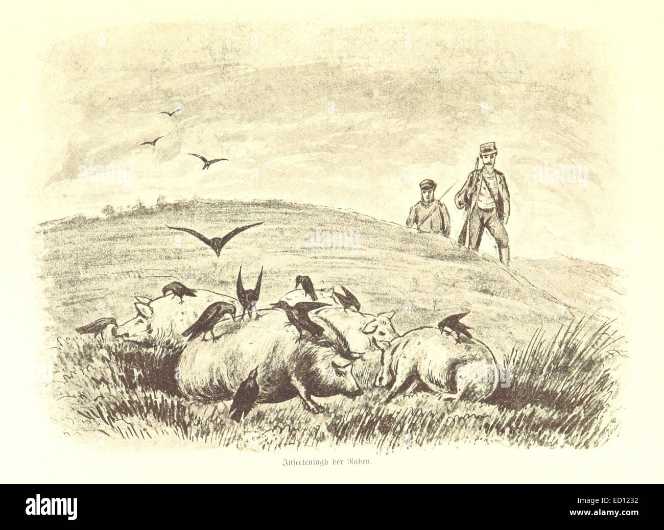 A German title translating to 'Insect Hunting of the Ravens,' likely ...