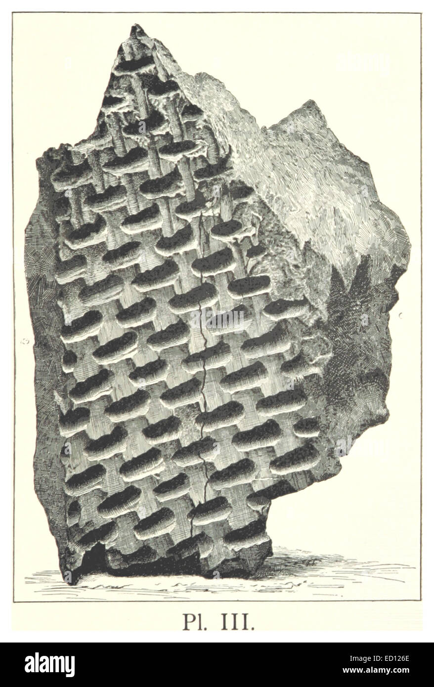 A fossil discovered in the Kimberley Mine, one of the most famous ...
