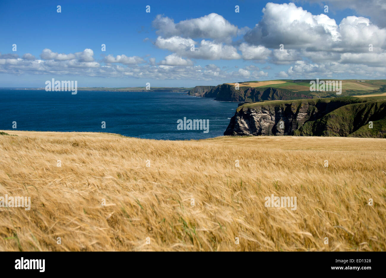 A field of golden barley shimmering in the breeze on the Banffshire ...