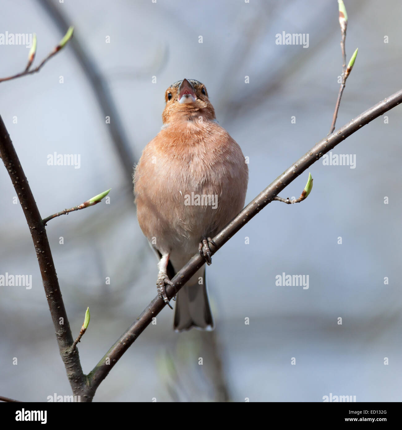 Chaffinch (Fringilla coelebs).Wild bird in a natural habitat Stock ...