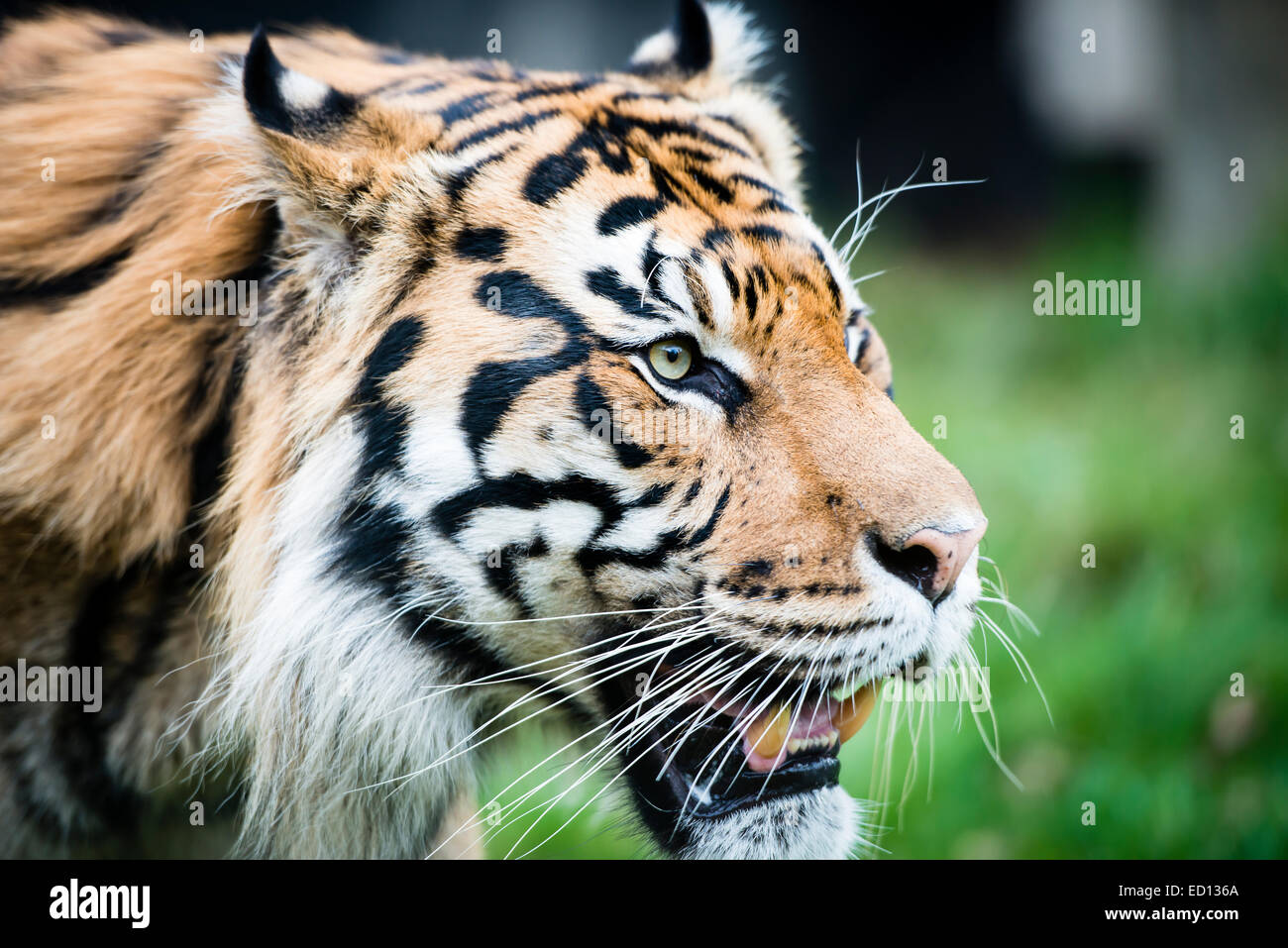 The Sumatran tiger (Panthera tigris sumatrae) is a rare tiger ...